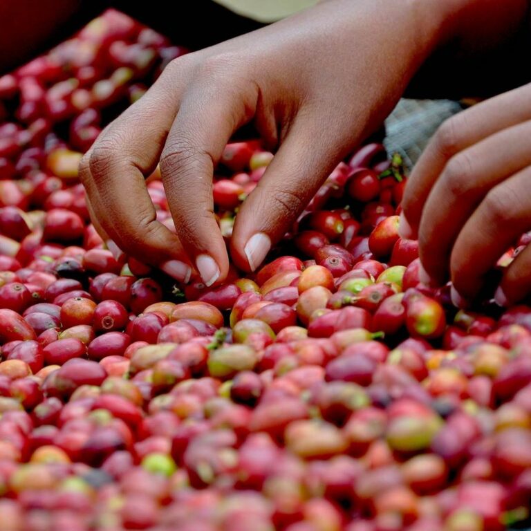 Products | Coffein Compagnie Italy